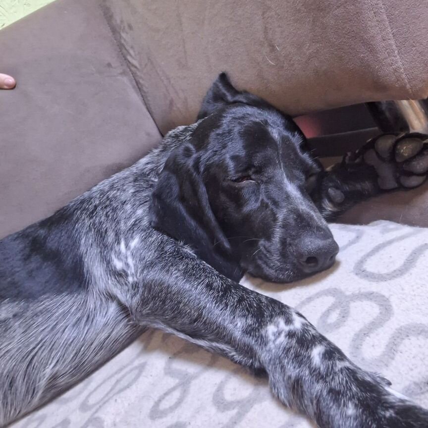 Русский охотничий спаниель, щенок