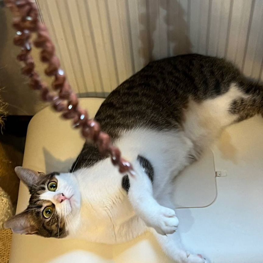 Взрослая, Девочка кошка в добрые руки