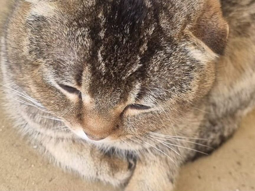 Шотландский вислоухий