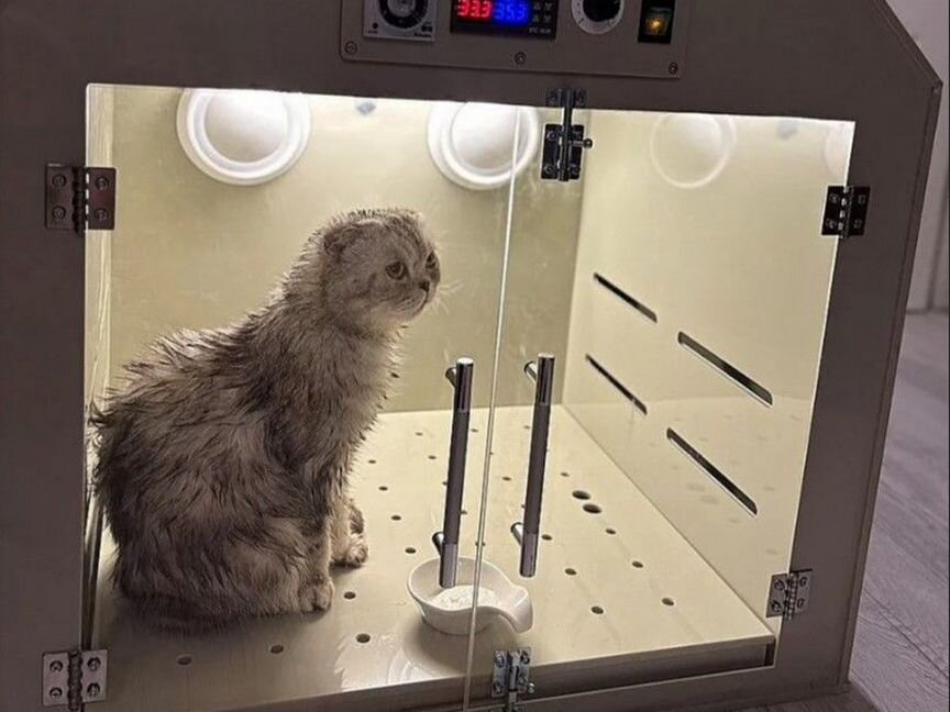 Сушильная камера для кошек