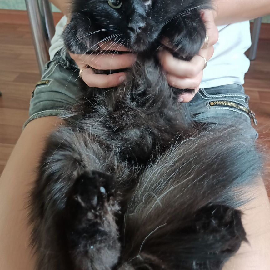 Кот Пират очень нужен дом