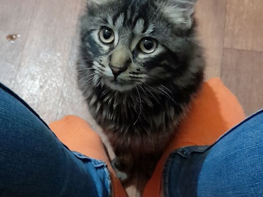 Котенок метис Мейн-кун и дворовая