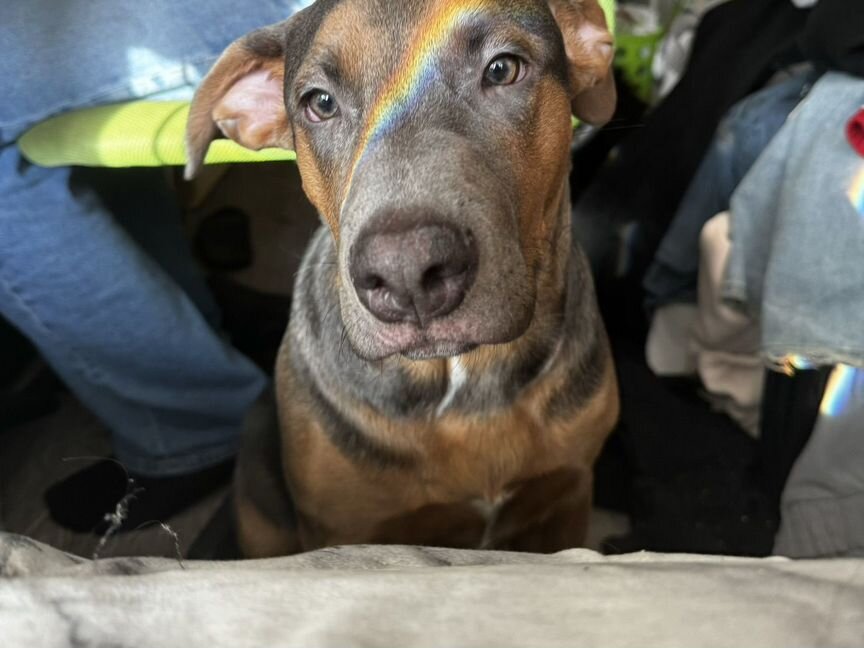 Щенки питбуля