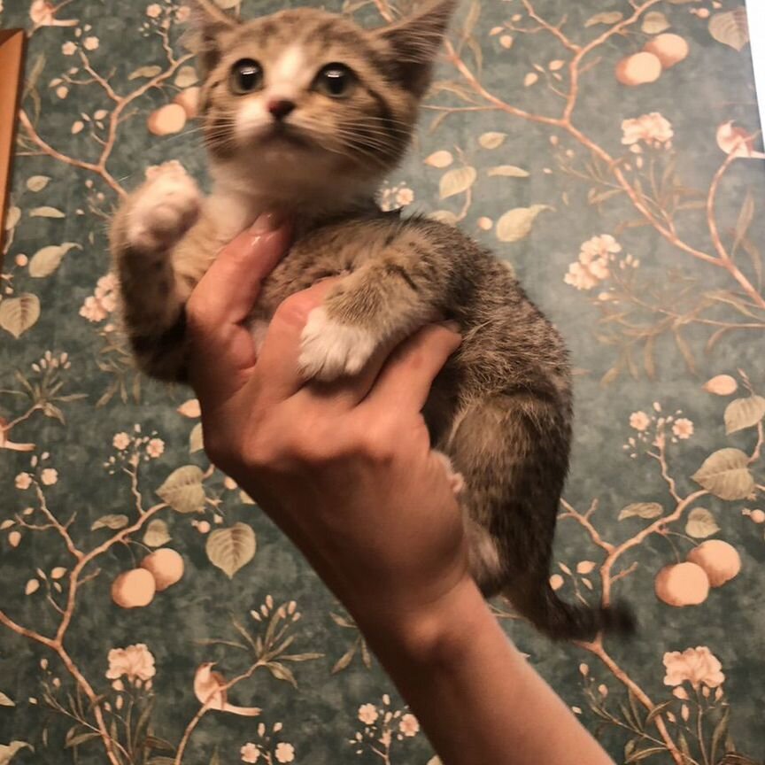 Отдам Котенок месяца