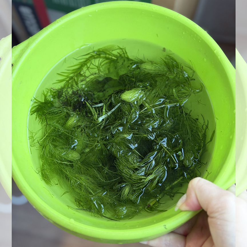 Аквариумное растение