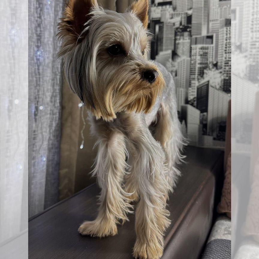 Вязка собак йорк