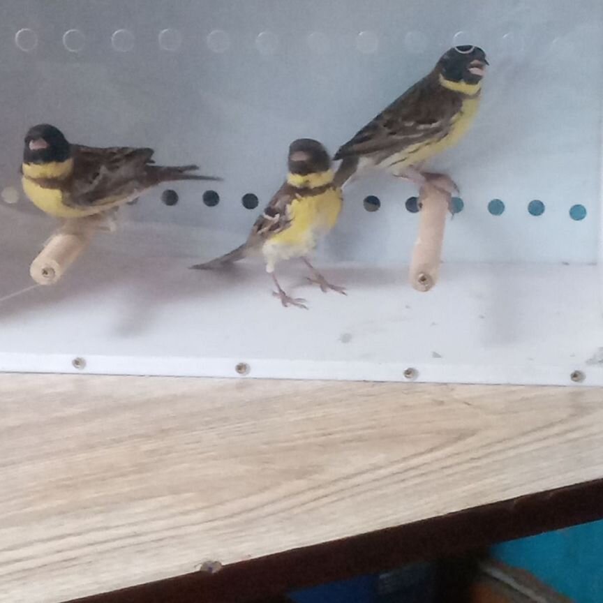 Певчие птицы