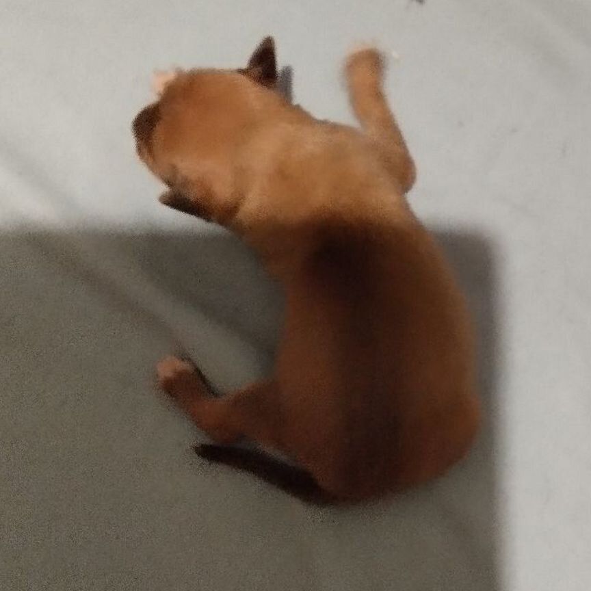 Русский той-терьер, щенок