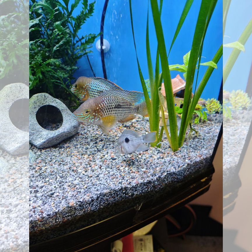 Акара бирюзовая 2 самца 3 самки