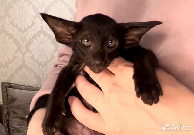 Ориентальные котята экстрим и современный тип