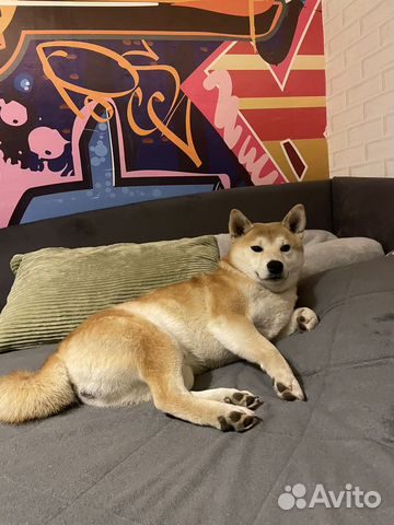 Вязка кобеля Сиба ину