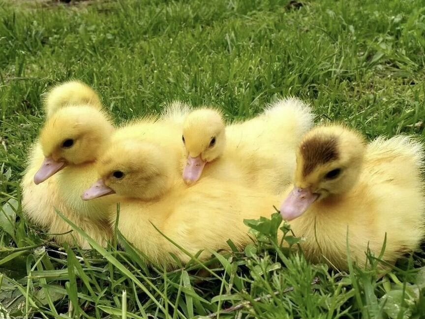 Мускусные утята индоутки