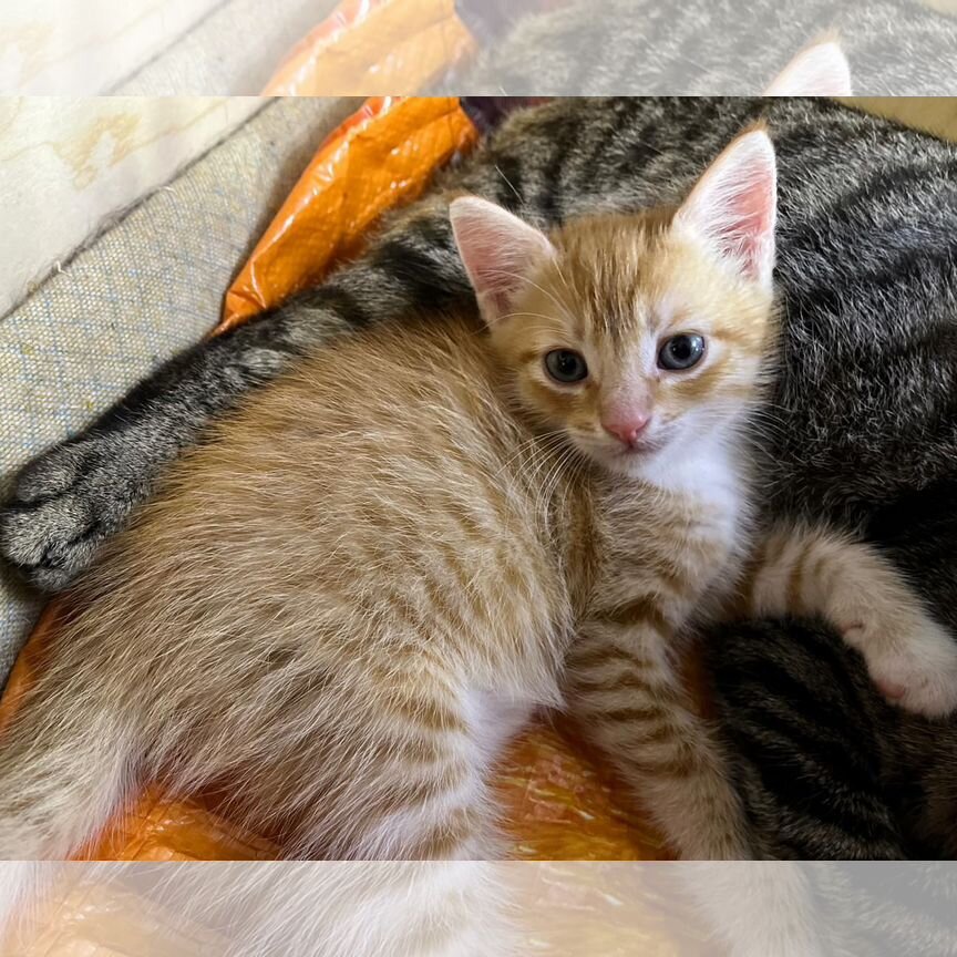 Рыжий котенок по кличке Леписин(Лепс)