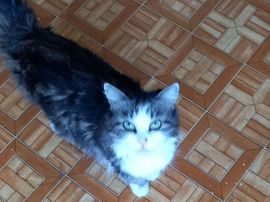 Кошка бесплатно