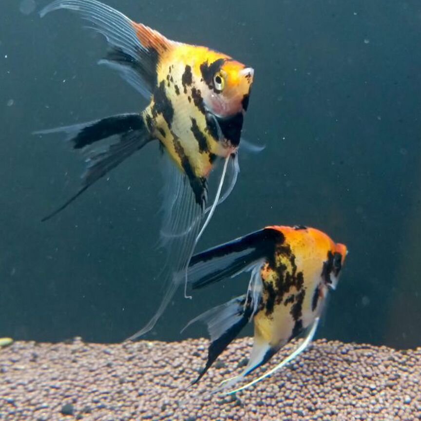 Скалярии трёхцветные