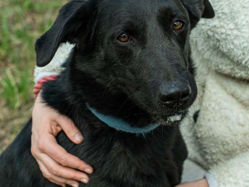 Бим в активном поиске друзей (Собака из приюта)