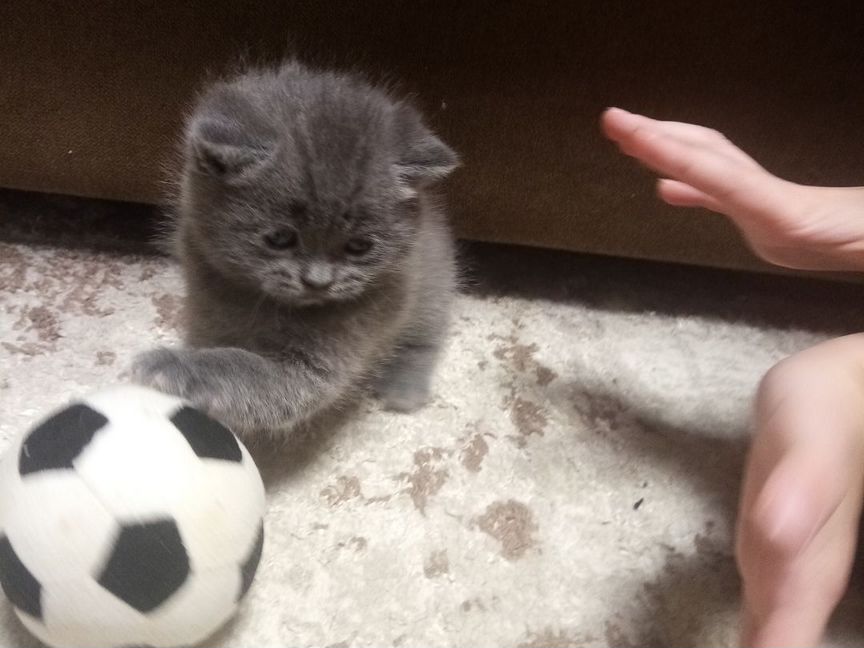 Британские котята