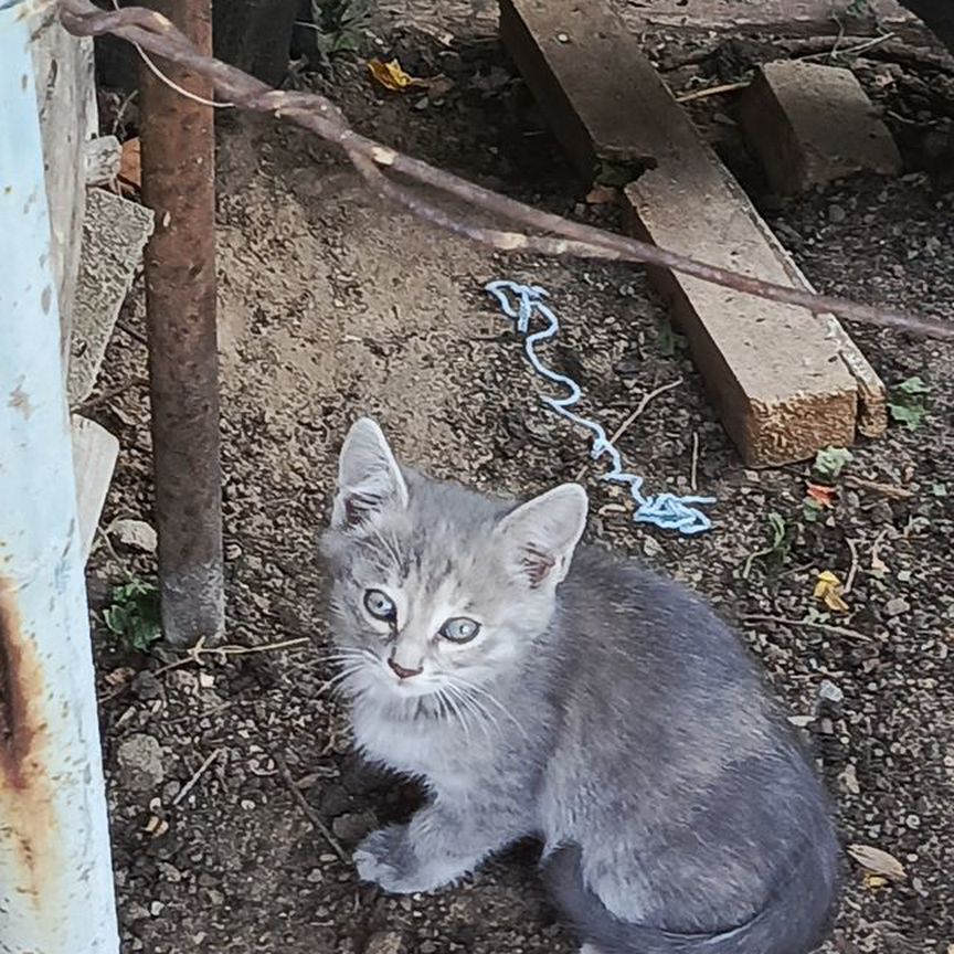 Добрые ручки котята