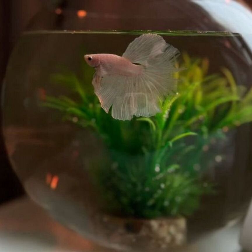 Рыбка петушок