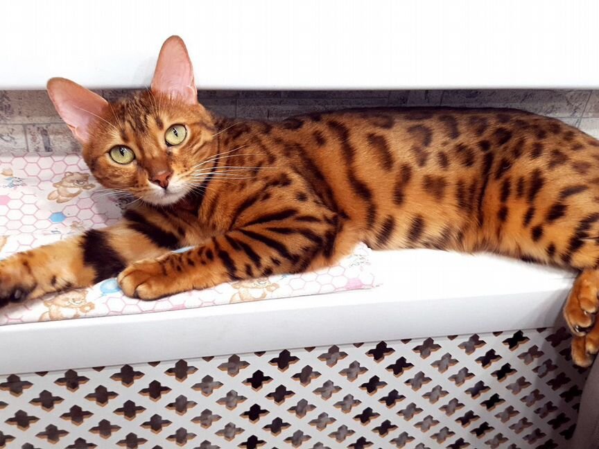 Бенгальская кошка в добрые руки