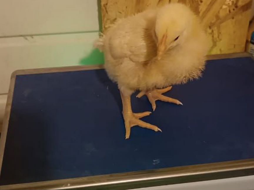 Подрощенный Бройлер Кобб 500/Росс 308 Импорт