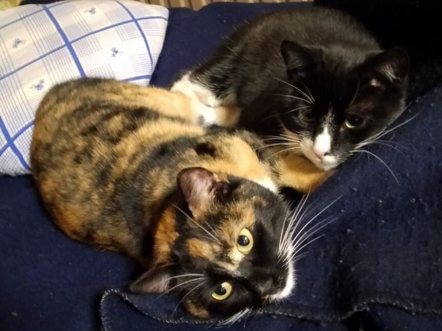 Хвостики спят в сугробах