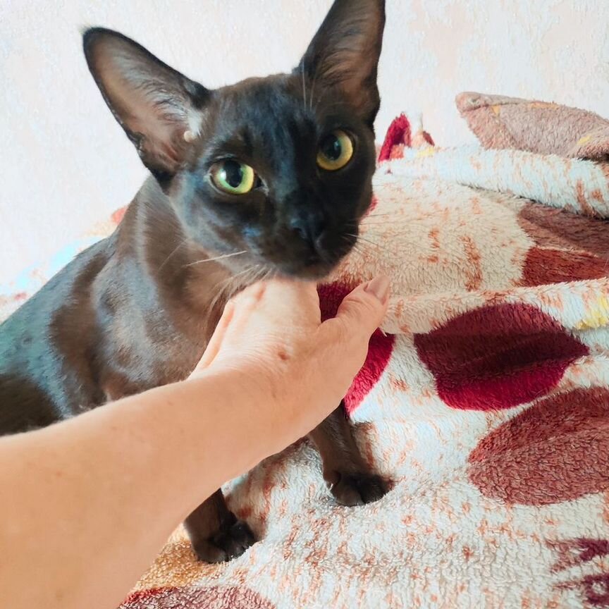 Бурманская кошечка