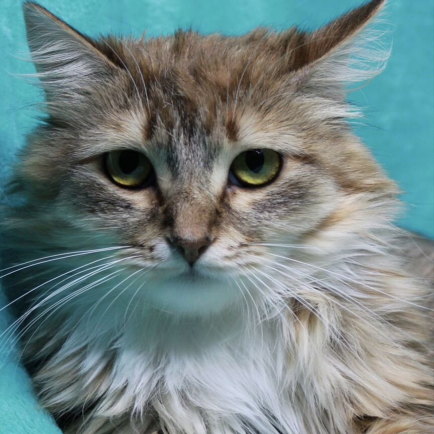 Чей которебенок
