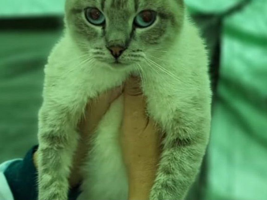 Кошка в добрые руки
