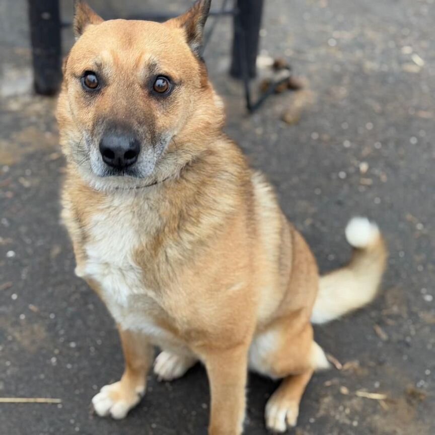 Феденька - ласковый рыжий пес из приюта ищет дом