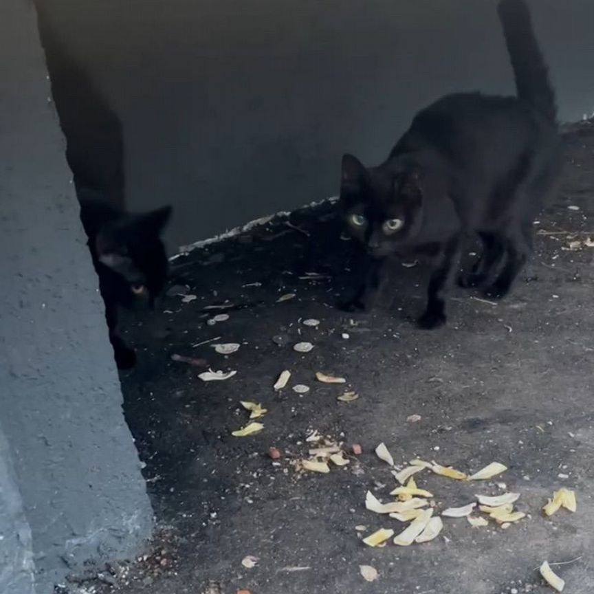Коты ищут дом