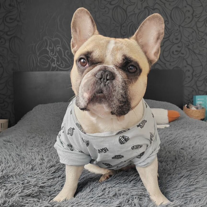 Французский бульдог, вязка