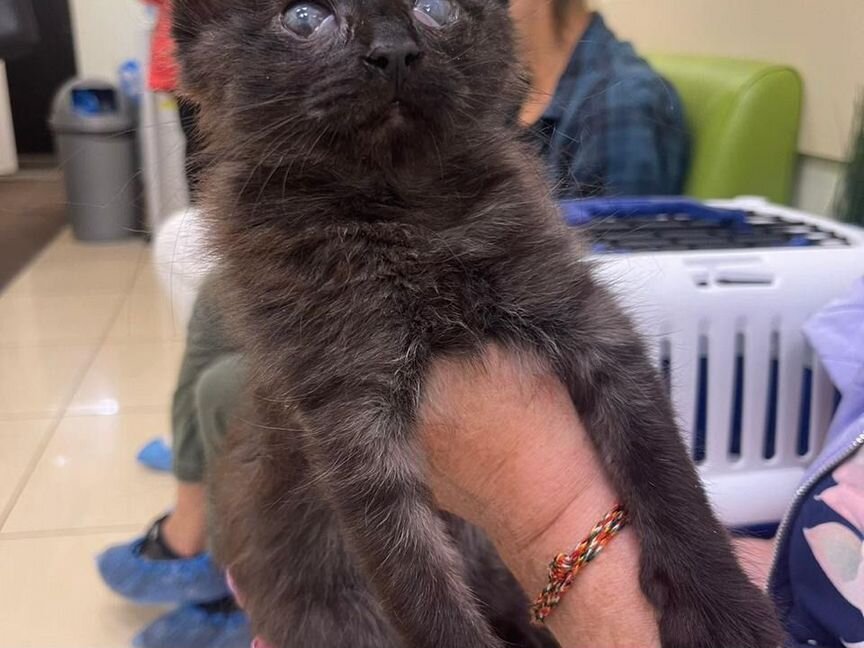 Плохо видящая котодевочка в дар