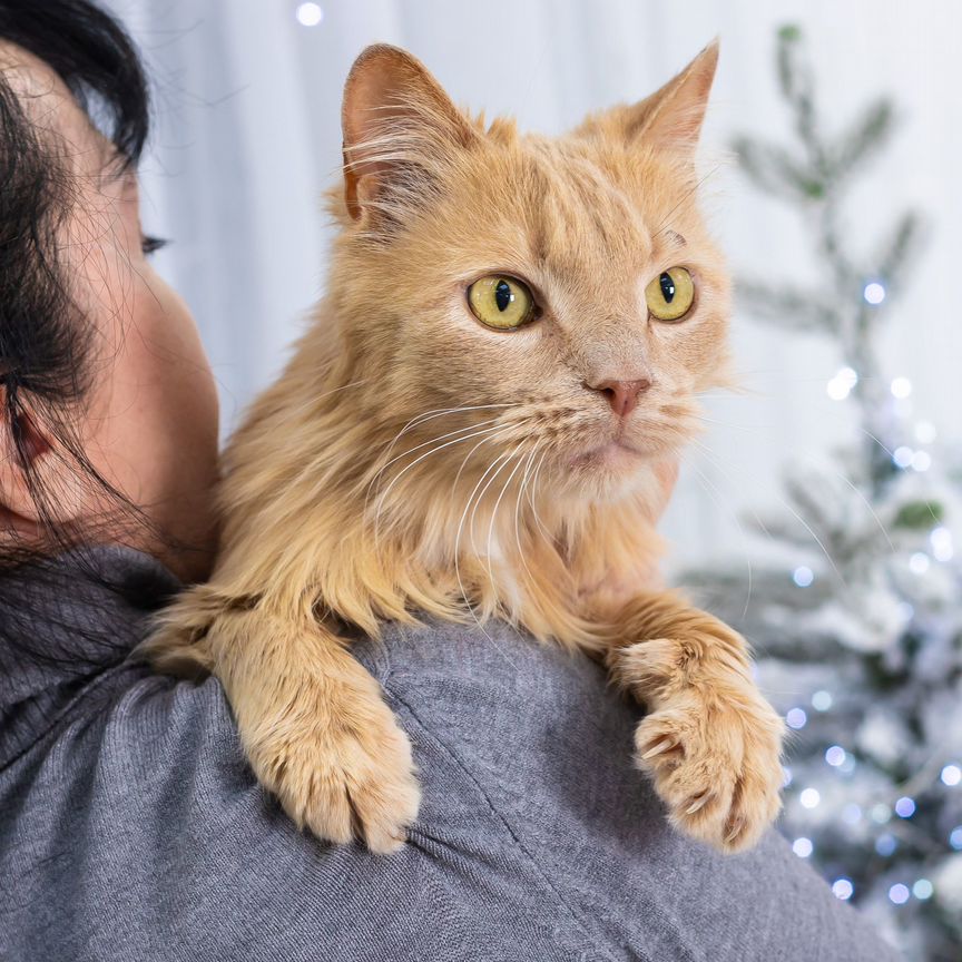 Добрый рыжий кот