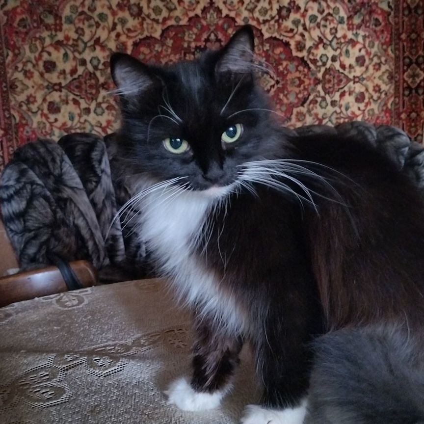 Кошка сибирская