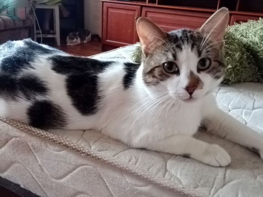 Кошки