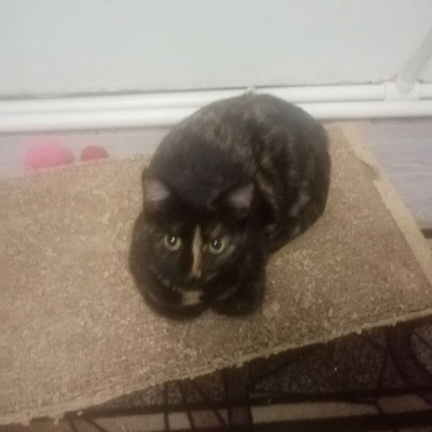 Моня в добрые руки