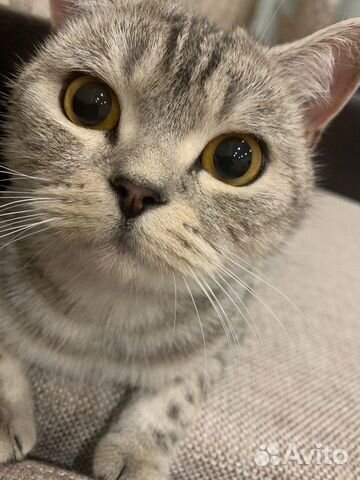 Шотландская прямоухая кошка