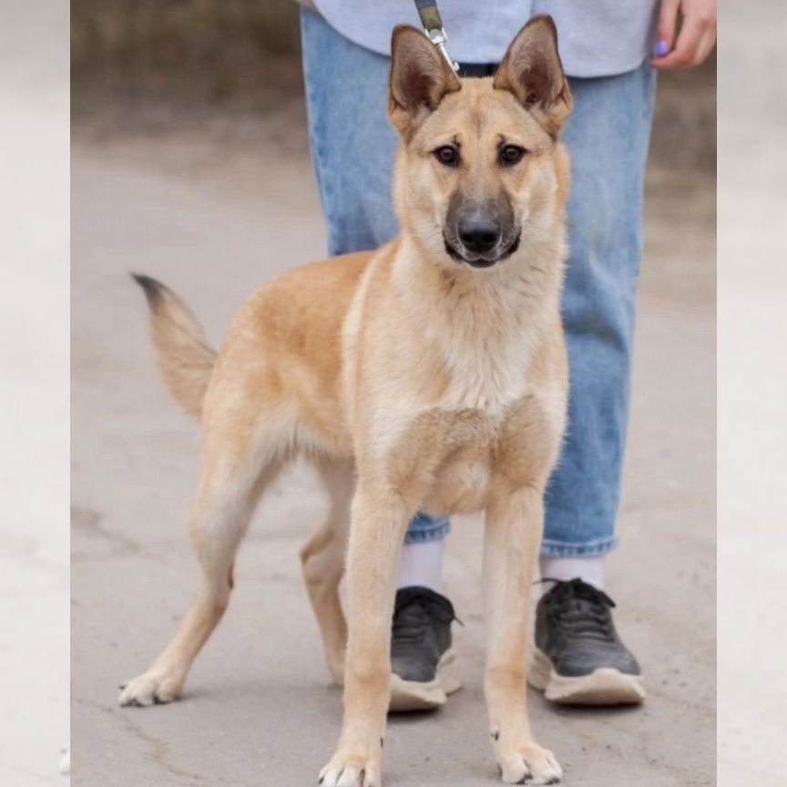 Собачка Зита в добрые руки