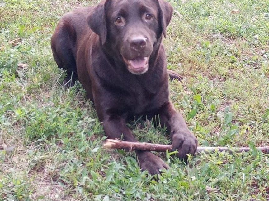 Лабрадор горький шоколад