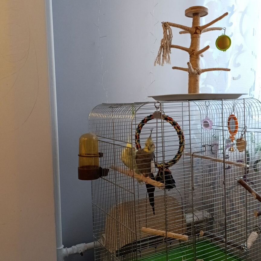 Попугай корелла с клеткой