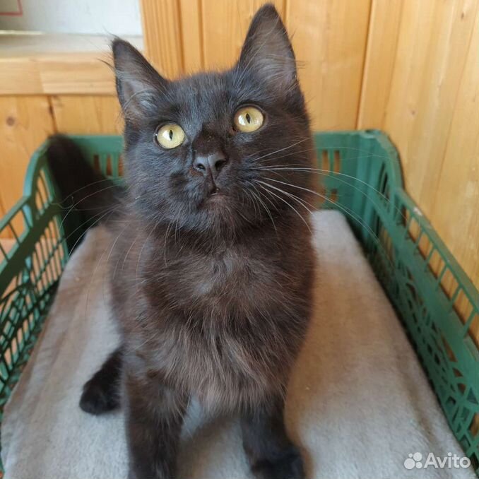 Котенок мальчик ищет мам и пап