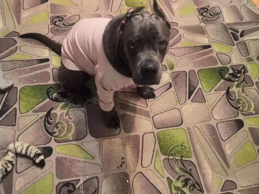 Кане Корсо в добрые руки