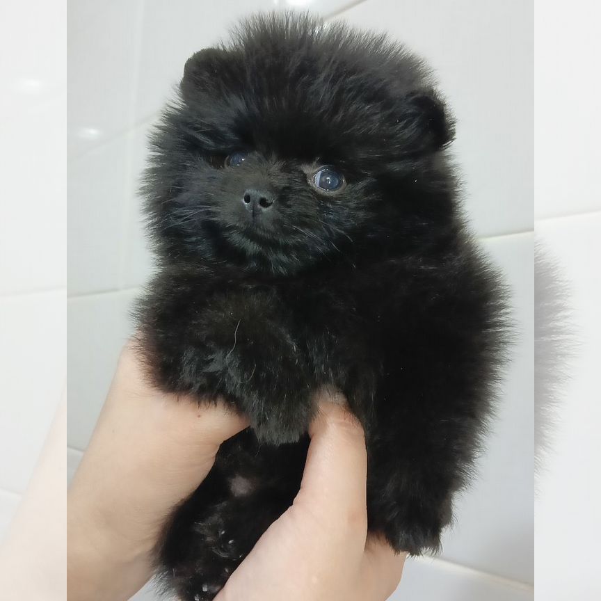 Померанский шпиц, щенок