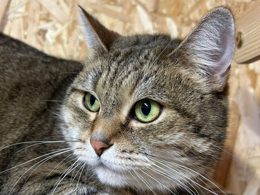 Киска потеряла хозяйку и попала в приют, нужен дом