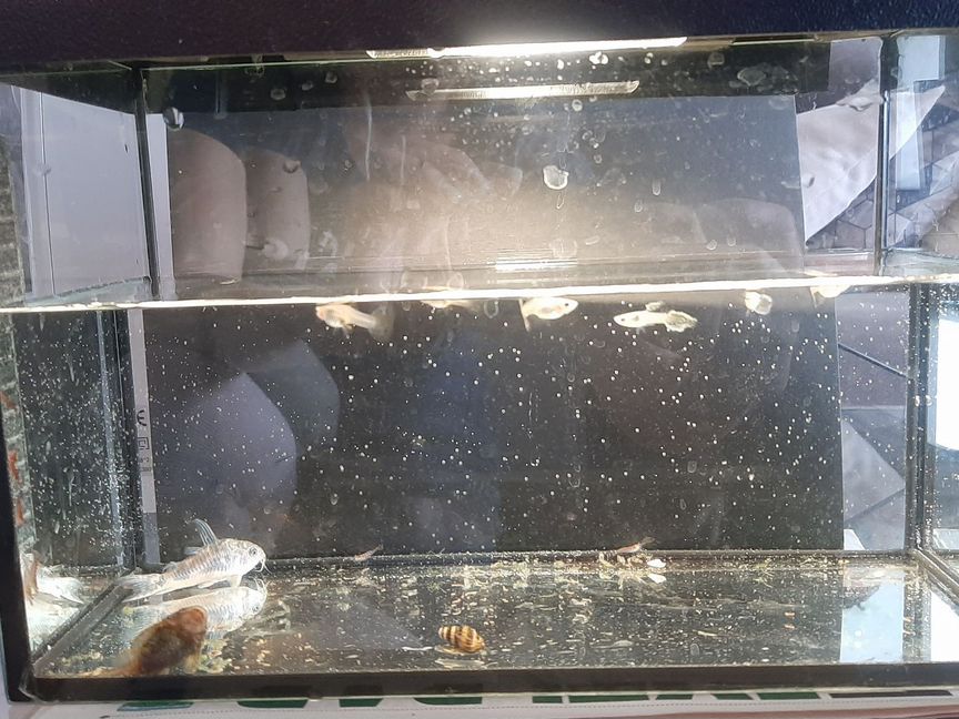 Аквариум 10 литров с рыбками