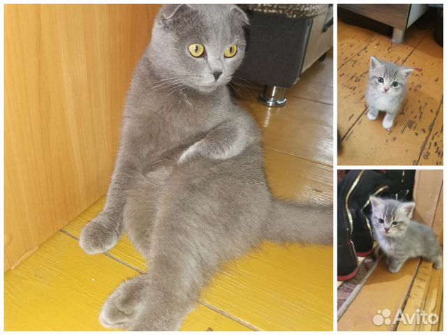 Шотландская вислоухая