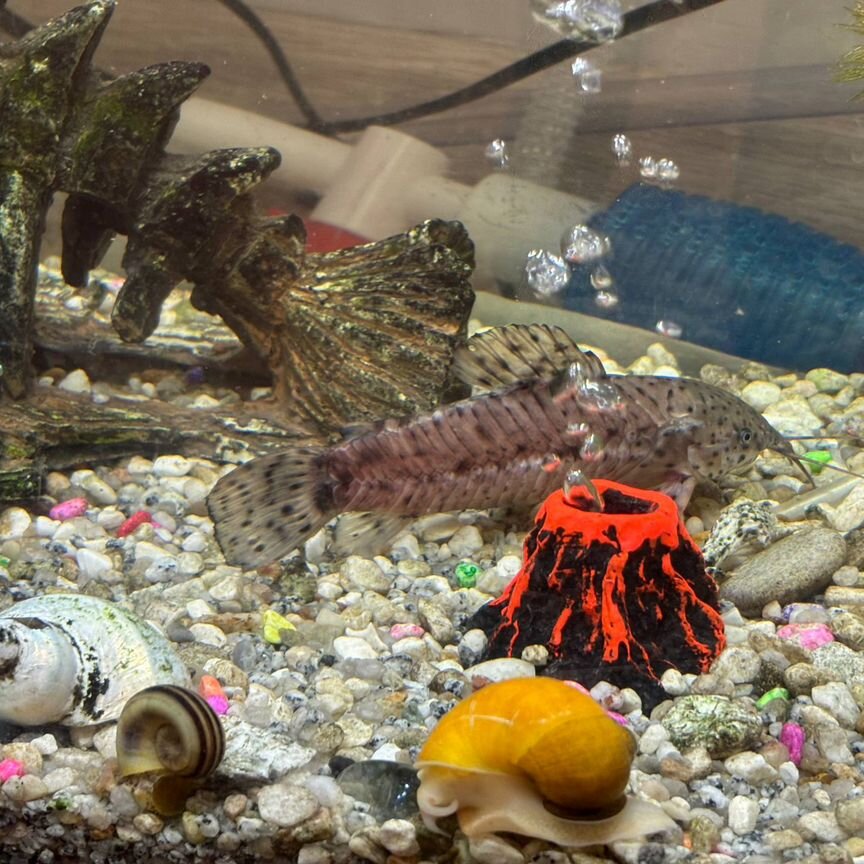 Сом Таракатум 12-15 см