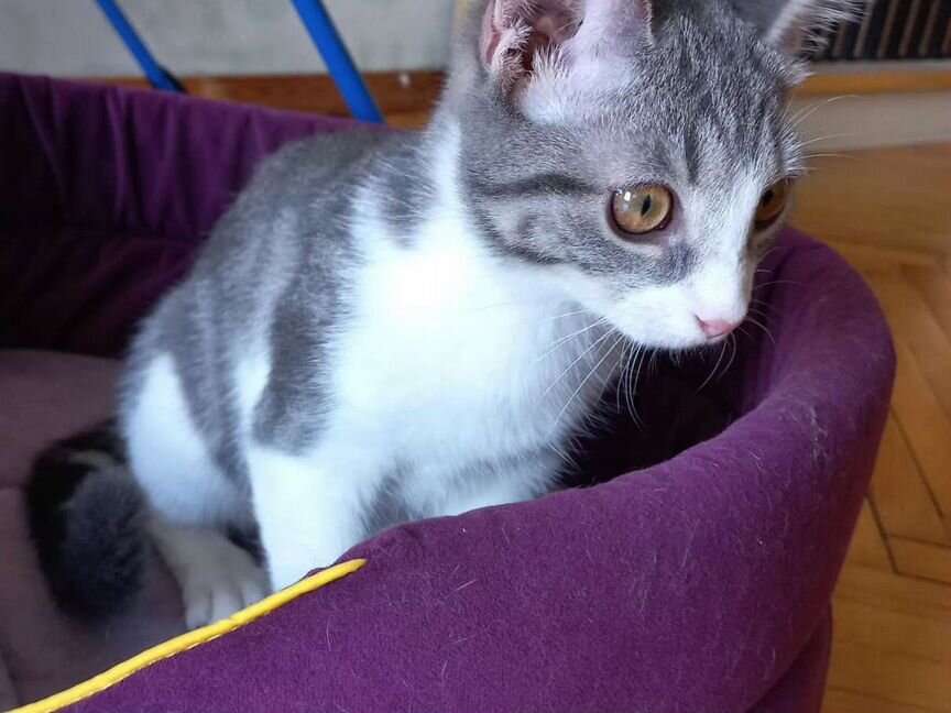 Кошечка - котенок