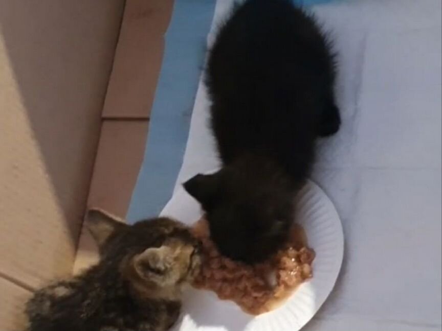 Котята в добрые руки 2 месяца